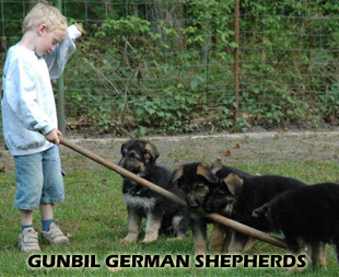 Safety Tips for Kids and Dogs | FYI | Gunbil German Shepherds