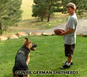 Safety Tips for Kids and Dogs | FYI | Gunbil German Shepherds